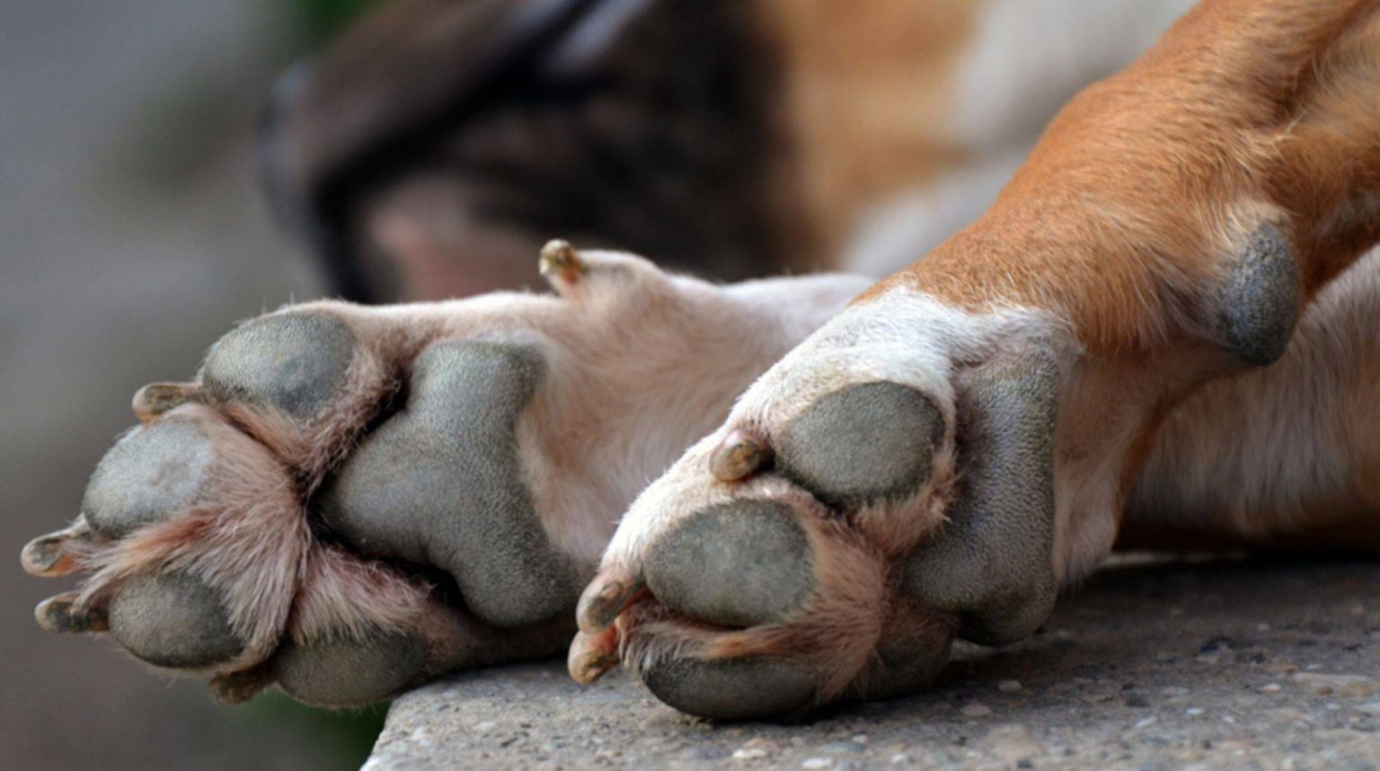 The Dog Keeps Licking His Paw Is He Sick Hzoes
